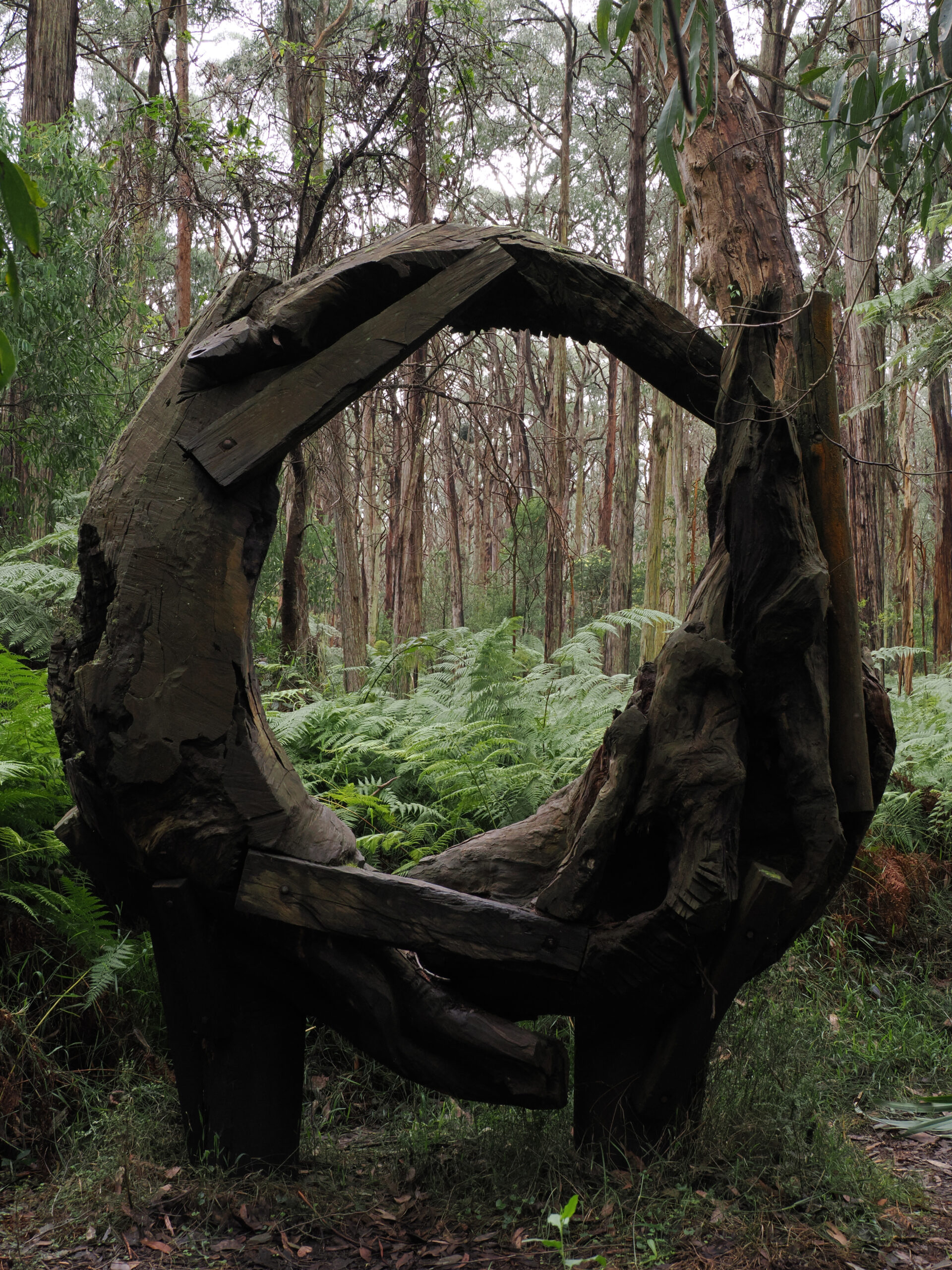 Aug 2024 Walkabout – Toolangi State Forest - Macedon Ranges ...